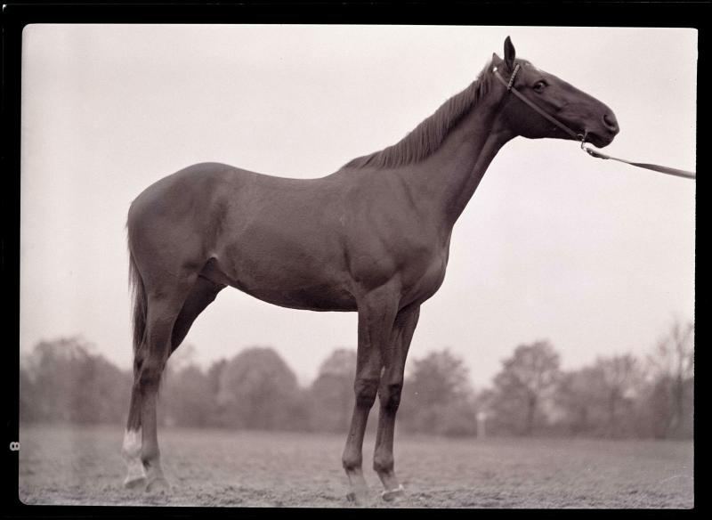 Cheval - Centre Pompidou