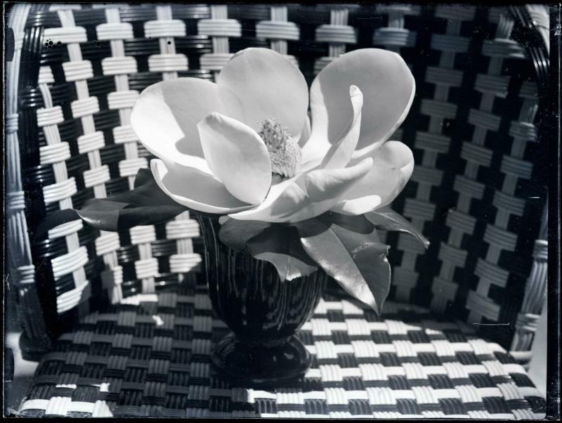 Magnolia - Centre Pompidou