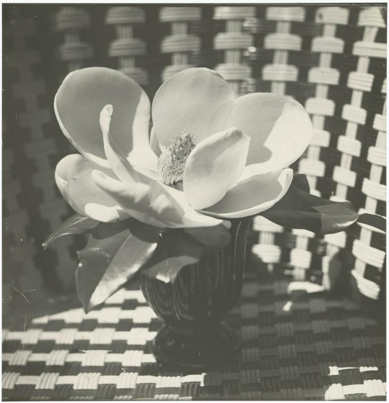 Magnolia - Centre Pompidou