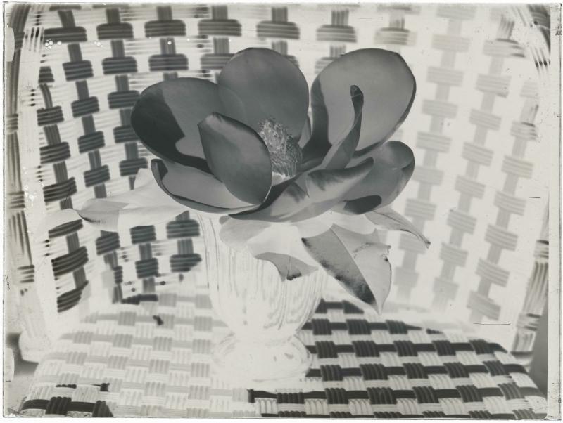 Magnolia - Centre Pompidou